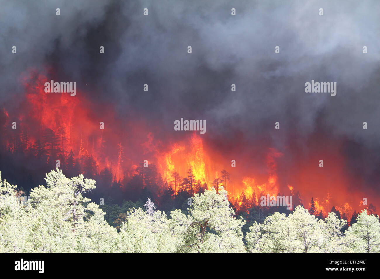 A scene from the Wallow Fire in Apache-Sitgreaves National Forest ...