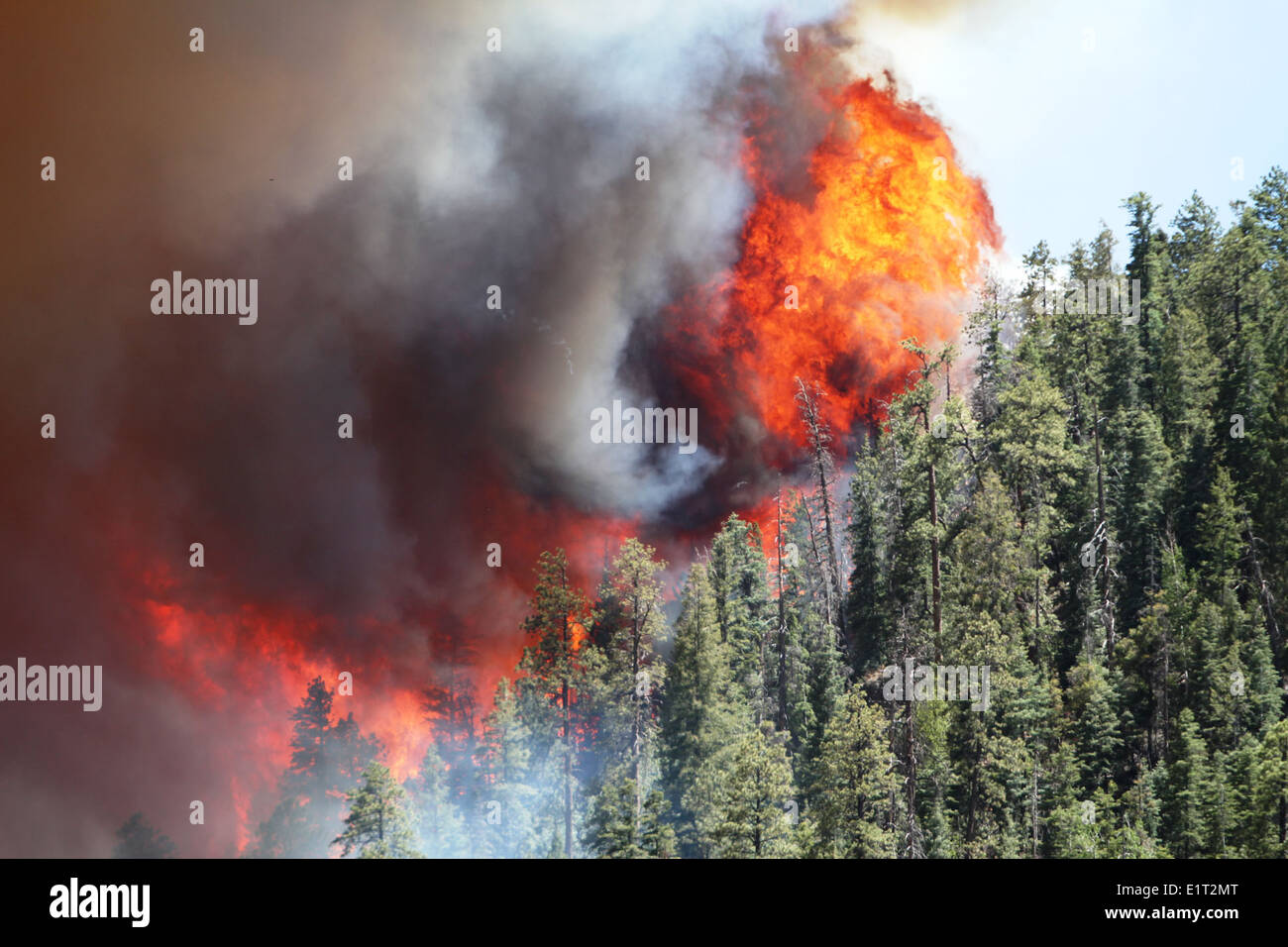 Fire prone forest hi-res stock photography and images - Alamy