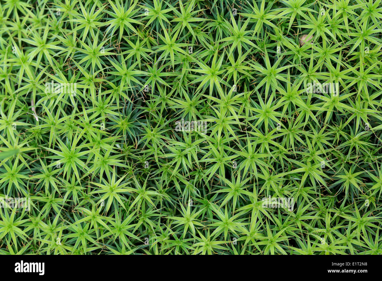 Polytrichum moss hi-res stock photography and images - Alamy