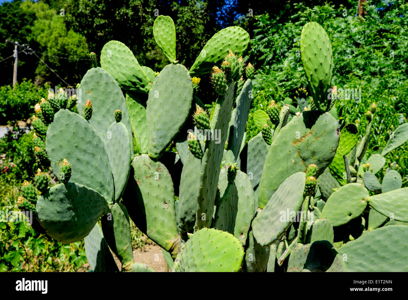cactus with spring flowers in Napa Valley Stock Photo - Alamy