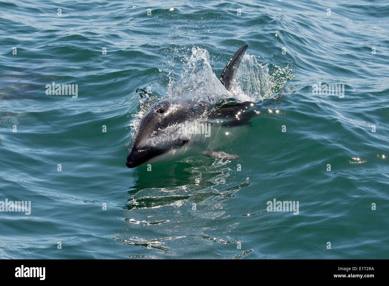 African Dusky dolphin (Lagenorhynchus obscurus obscurus), surfacing ...
