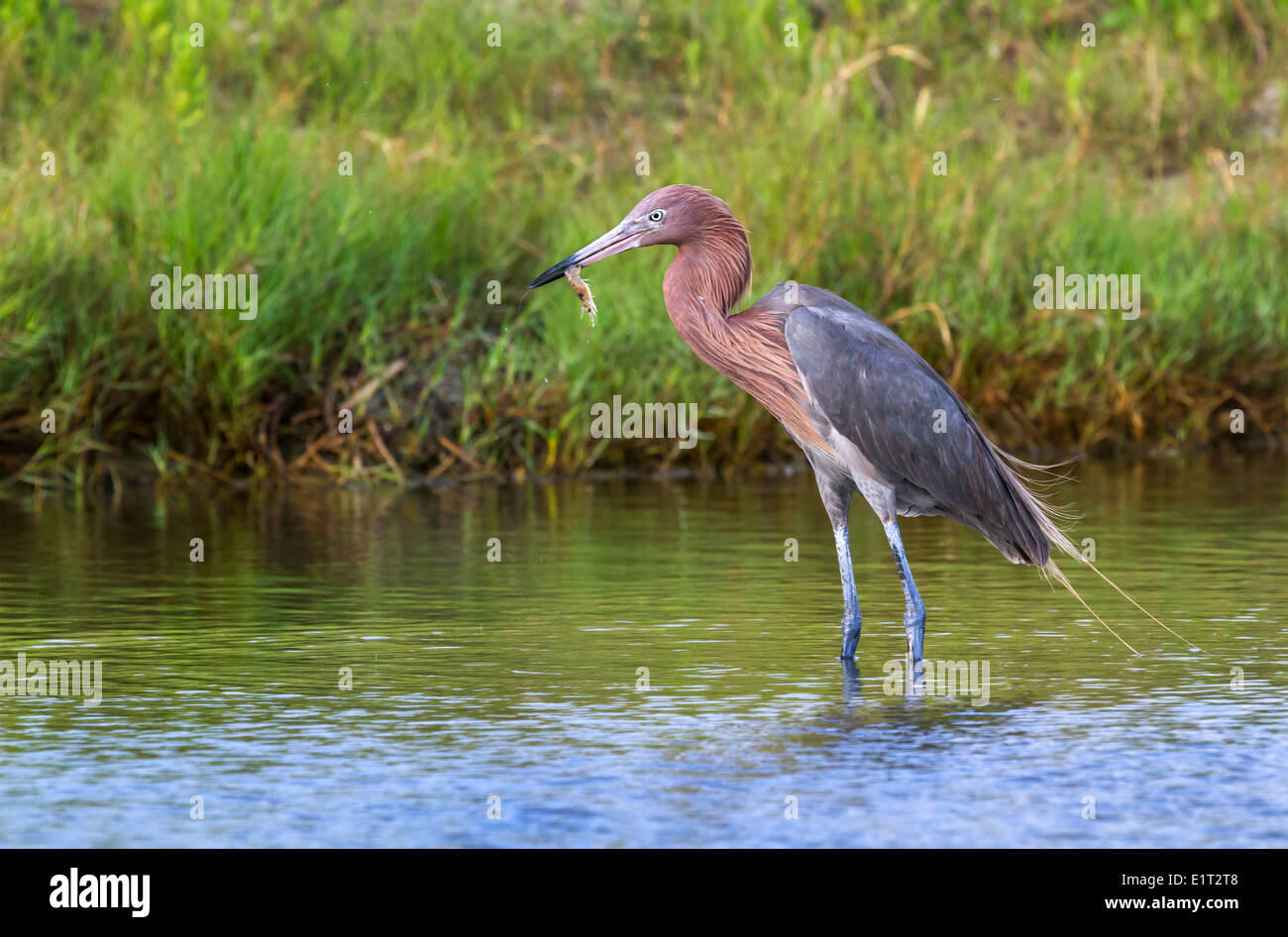 Reddish egret (Egretta rufescens) eating a morning catch – a shrimp ...