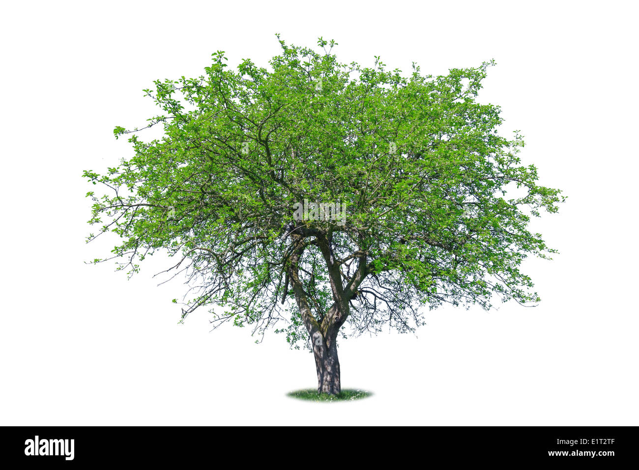green tree isolated on white Stock Photo - Alamy