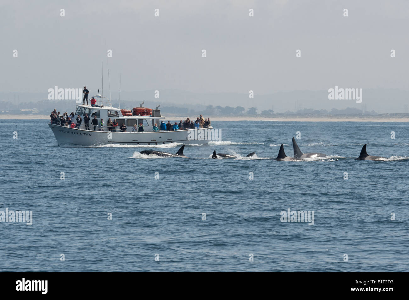Monterey clipper hi-res stock photography and images - Alamy