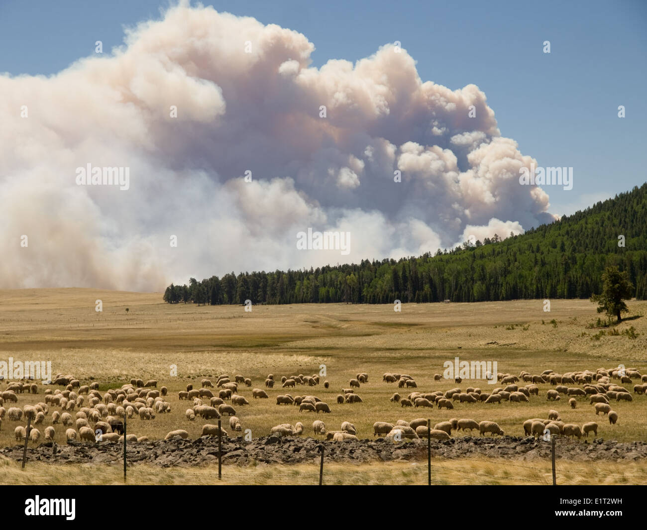 The 2011 Wallow Fire in the Apache-Sitgreaves National Forest in ...