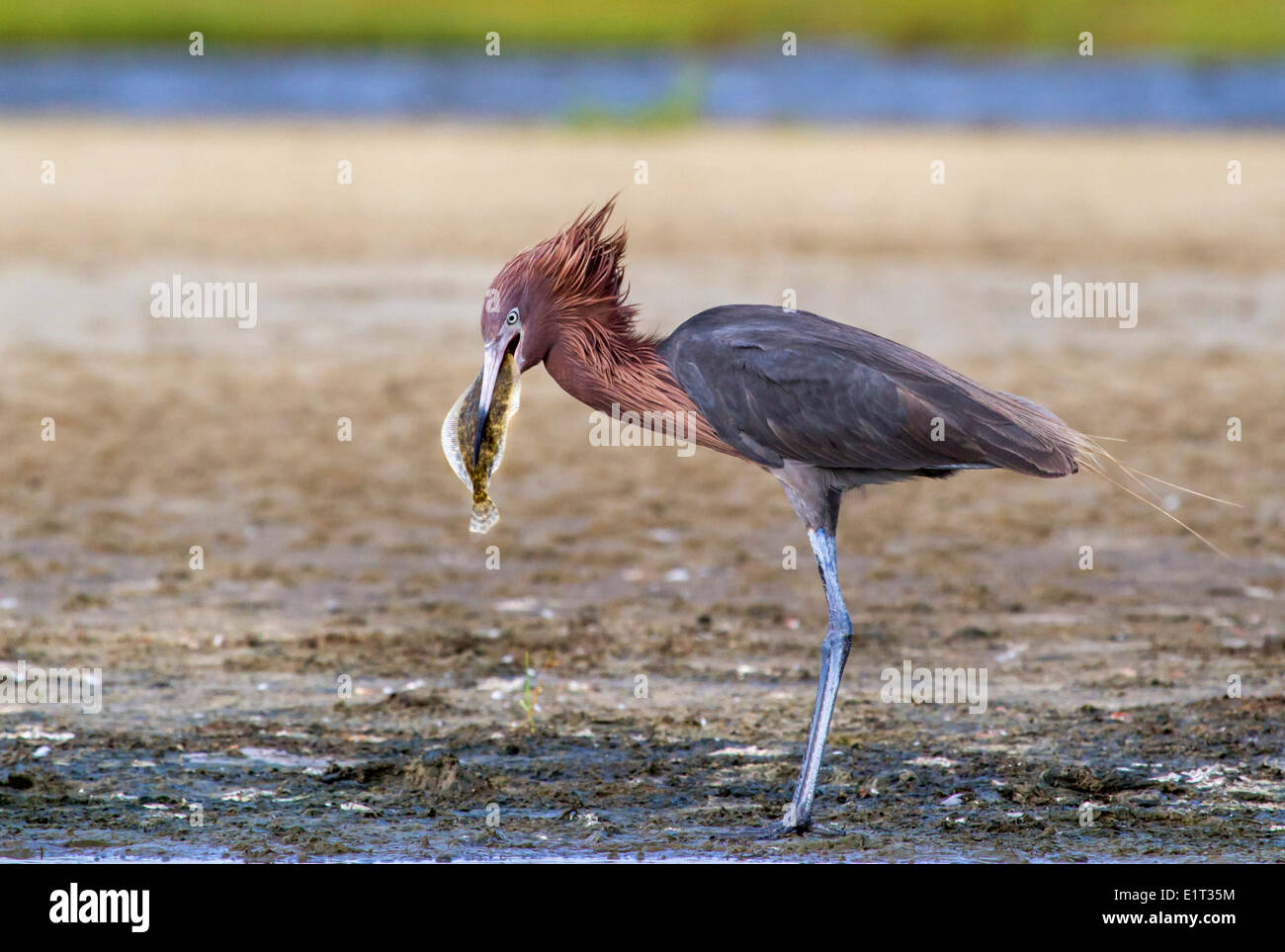 Reddish egret (Egretta rufescens) eating a morning catch – a flounder ...
