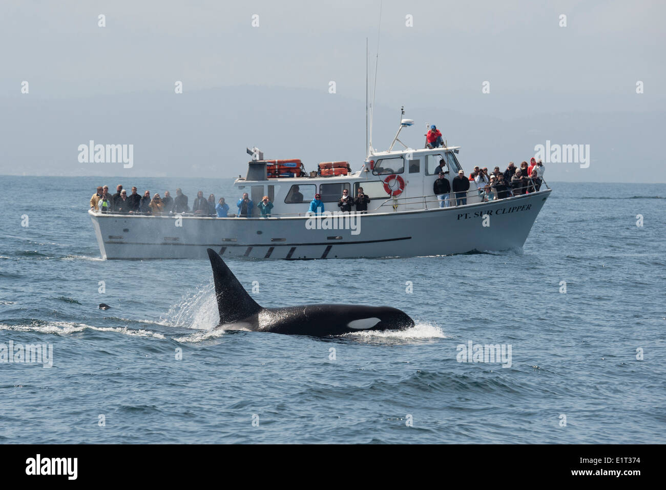 Transient/Biggs Killer Whale/Orca (Orcinus orca). Surfacing in front of ...