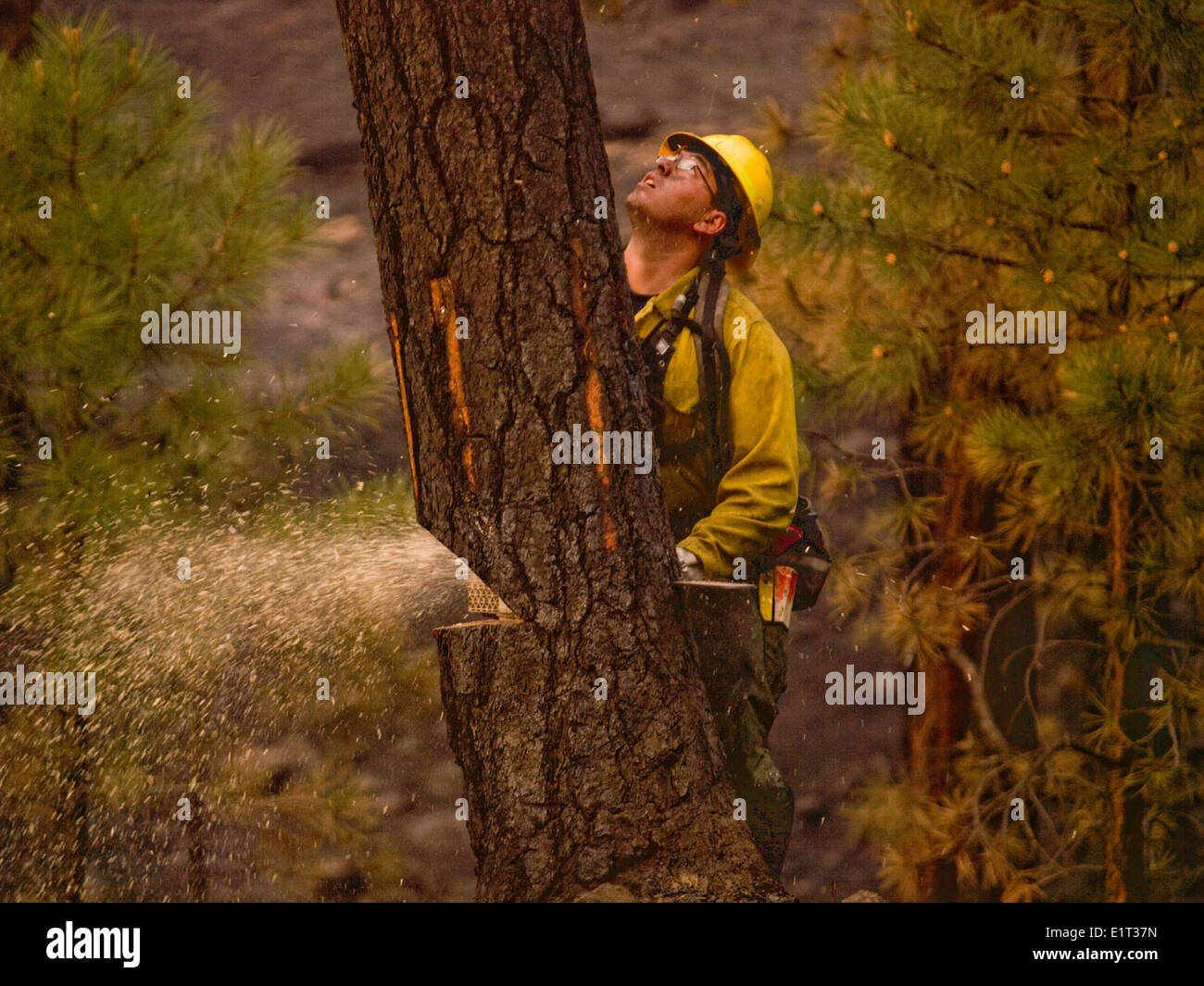 The Wallow Fire in Apache-Sitgreaves National Forest in 2011 devastated ...