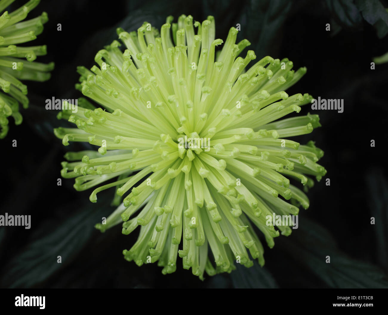 Chrysanthemum 'Lime Green Mist' close up of flower Stock Photo - Alamy