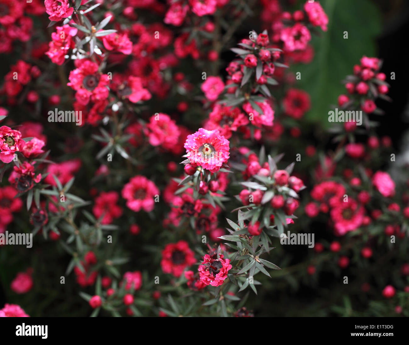 Leptospermum 'Burgundy Queen' close up of flower Stock Photo - Alamy