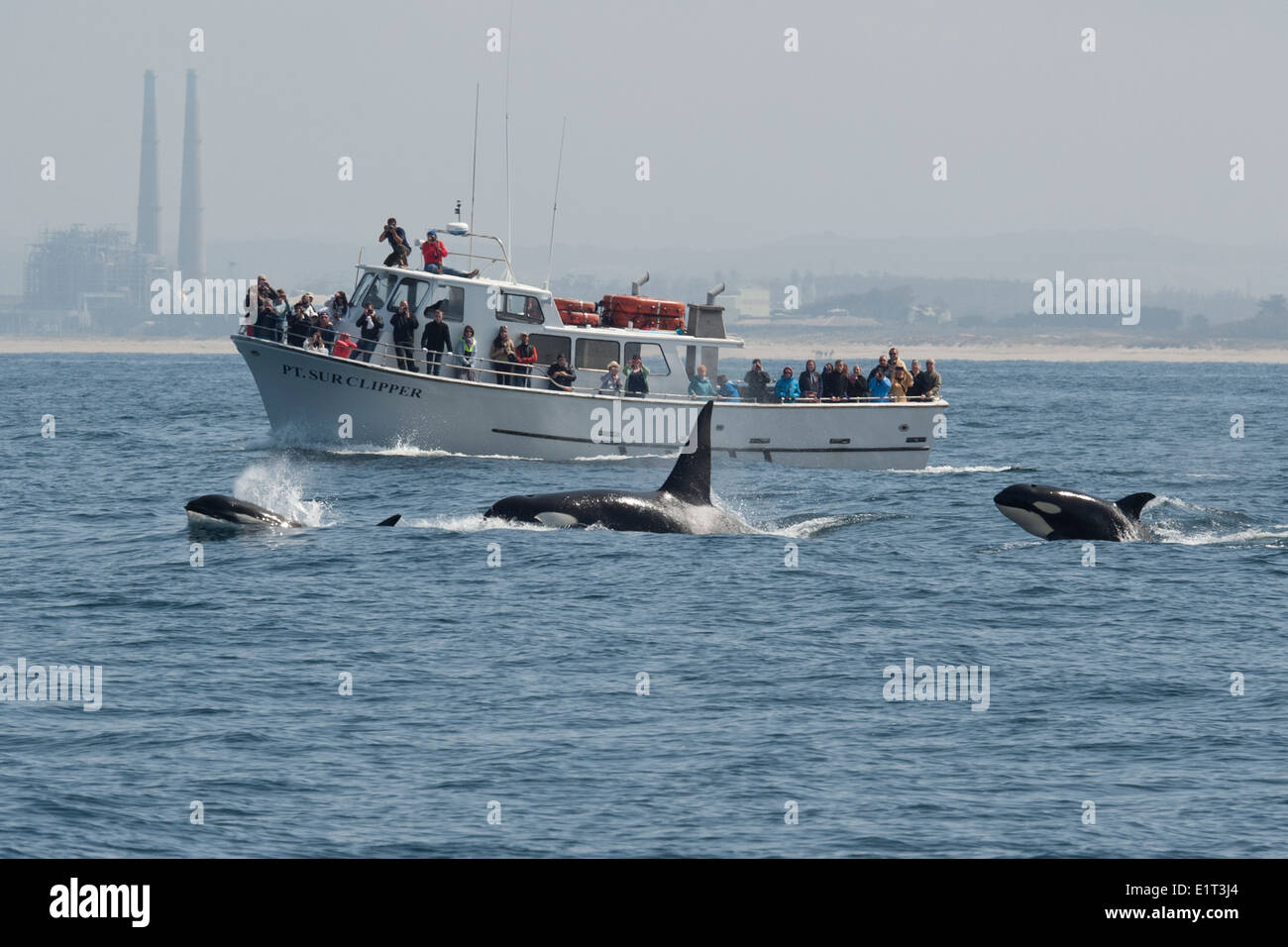 Transient/Biggs Killer Whale/Orca (Orcinus orca). Surfacing in front of ...