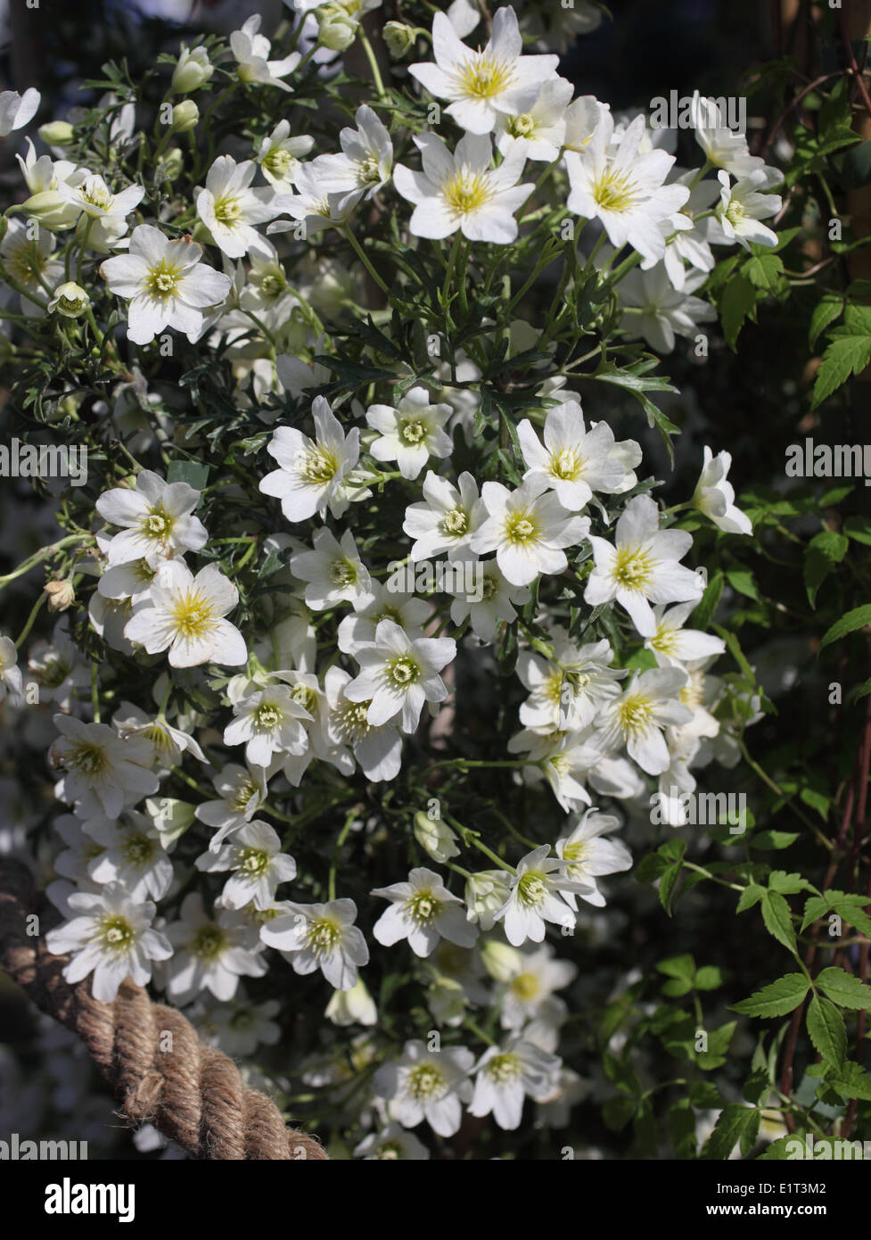Clematis cartmanii 'Joe' Plant in flower Stock Photo - Alamy