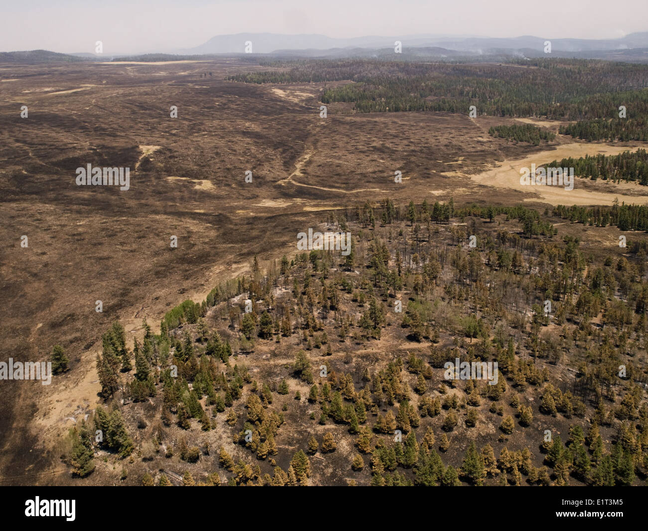 This image from Apache-Sitgreaves National Forest, taken in 2011 ...