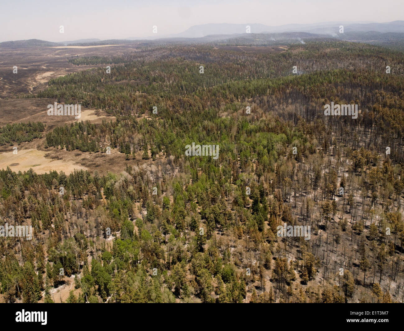 The Wallow Fire in the Apache-Sitgreaves National Forest in Arizona, a ...