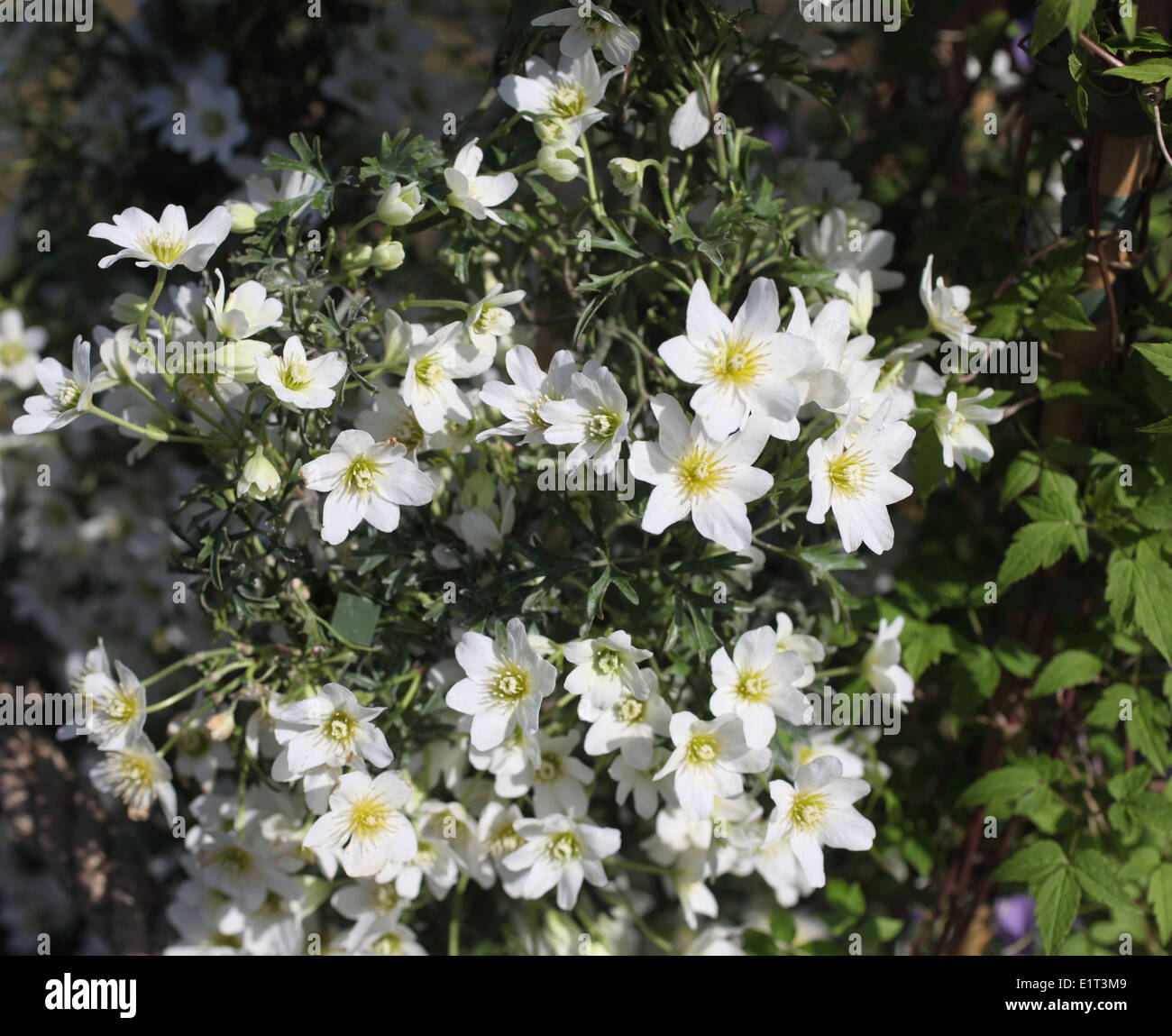 Clematis cartmanii 'Joe' close up of flowers Stock Photo - Alamy