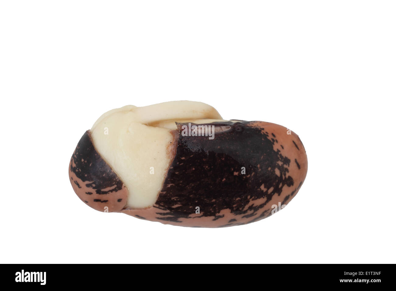 Germinating runner bean seed showing developing root and shoot Stock ...