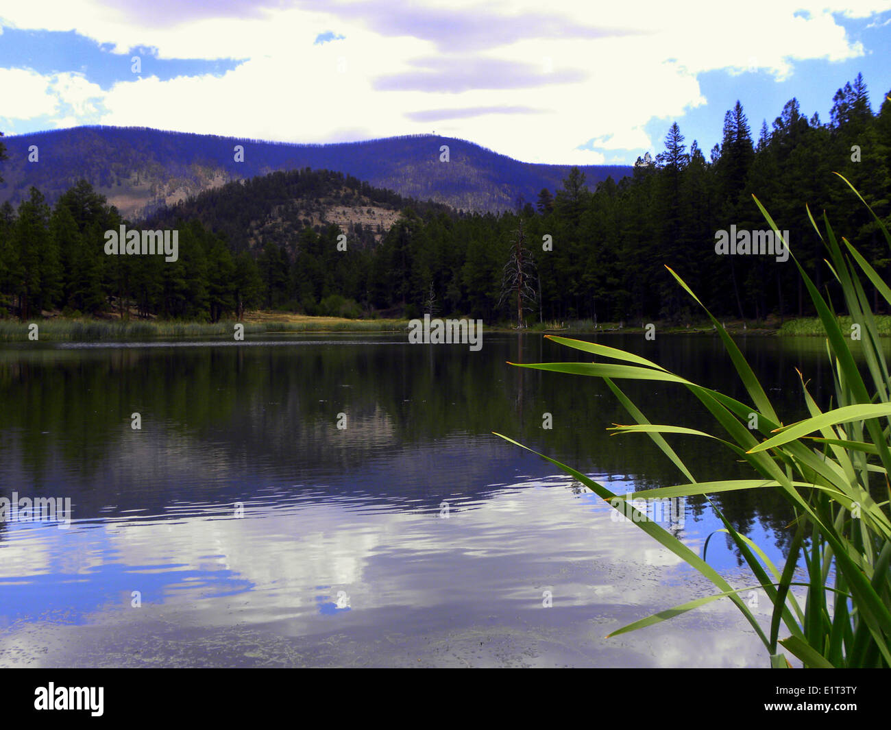 Hulsey hi-res stock photography and images - Alamy
