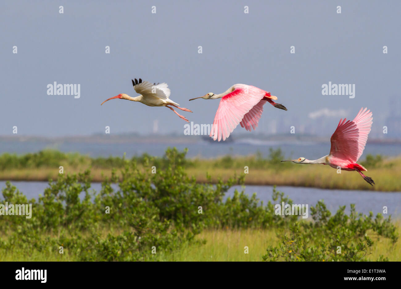 The American white ibis (Eudocimus albus) and roseate spoonbills ...