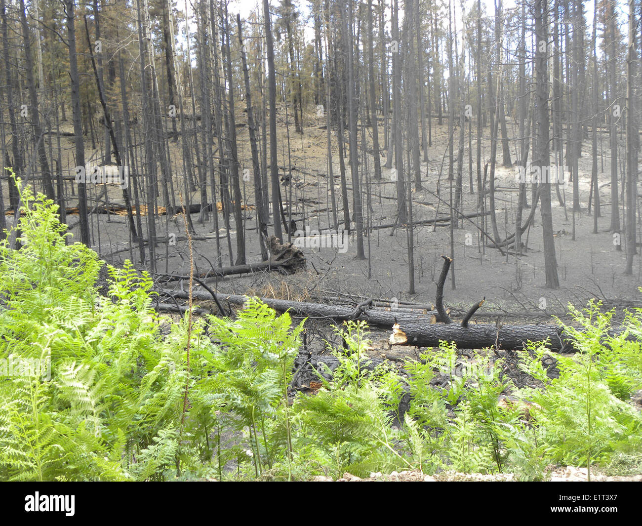 The Burned Area Emergency Response (BAER) team works in the Apache ...