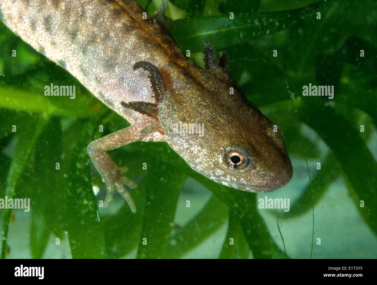 Young triturus carnifex hi-res stock photography and images - Alamy