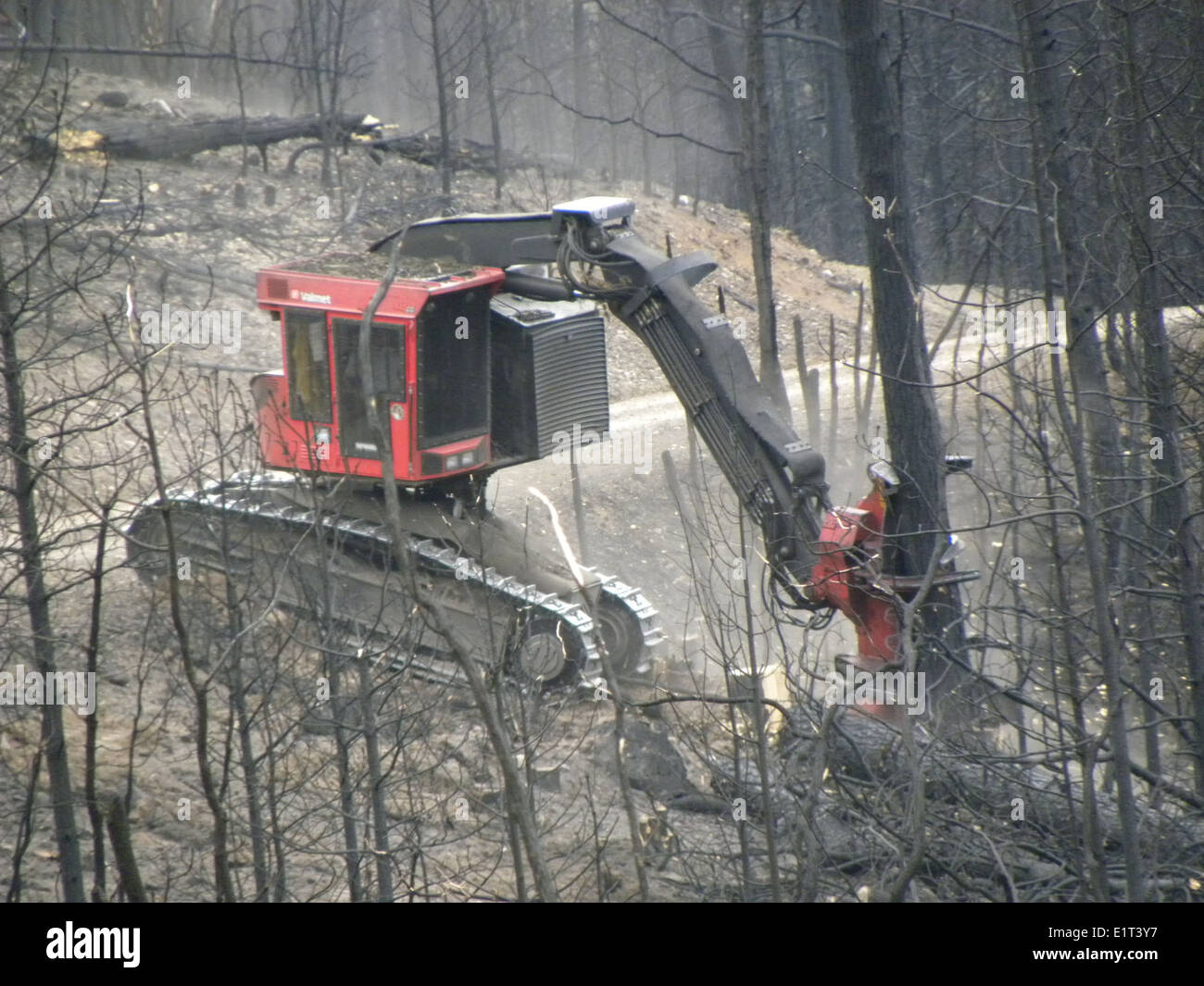 Forest rehabilitation team hi-res stock photography and images - Alamy