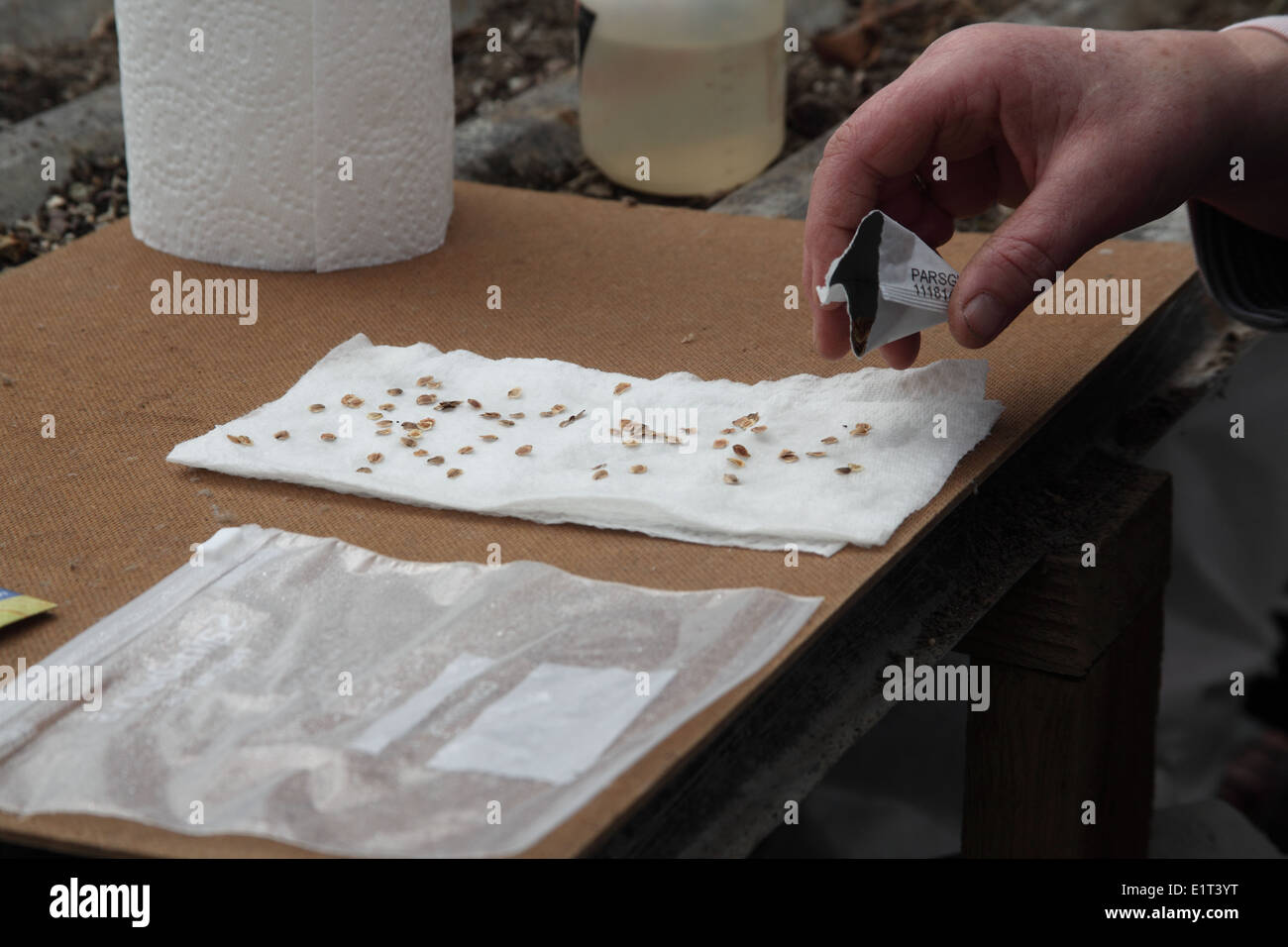 Pre germinating small seeds step 3 sprinkle the seeds over the wet ...