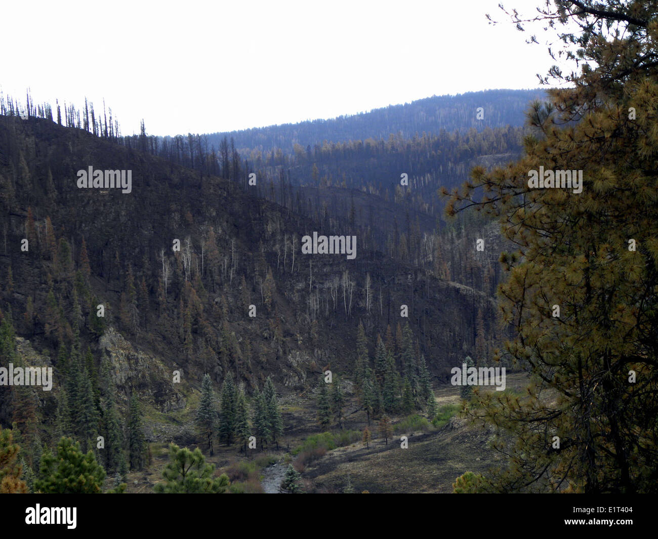 The Three Forks area in the Apache-Sitgreaves National Forest was ...
