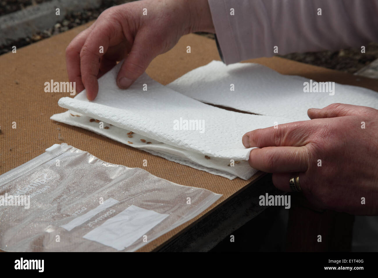 Pre germinating small seeds step 5 cover seeds with a second folded ...