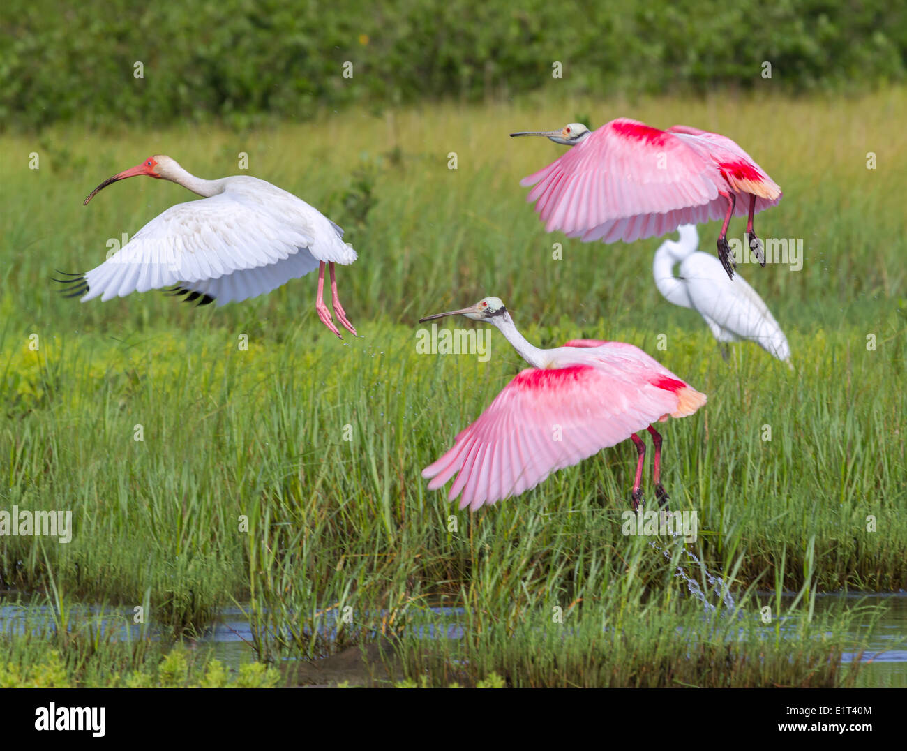 The American white ibis (Eudocimus albus) and roseate spoonbills ...