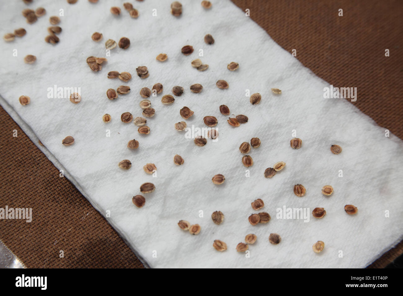 Pre germinating small seeds step 6 add a second layer of seeds Stock ...