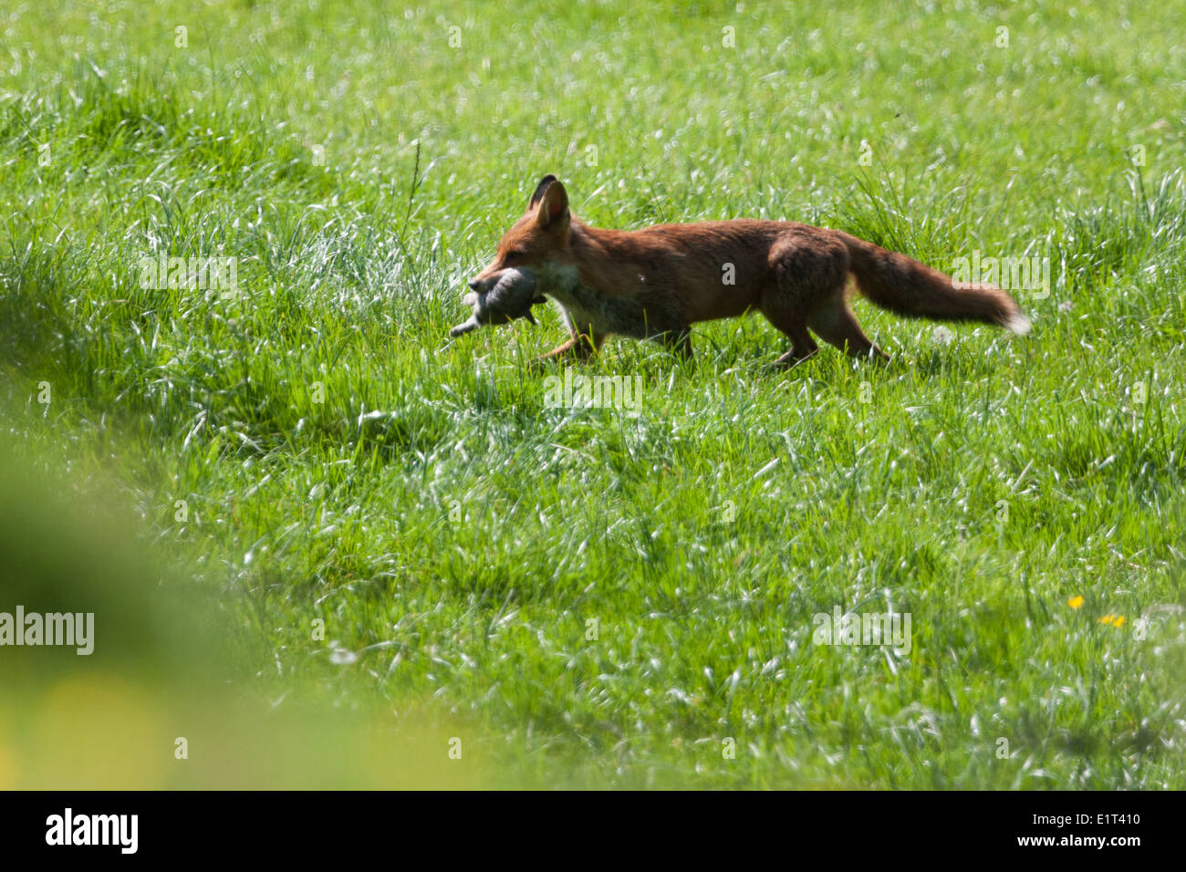 Vulpes vulpes hunt hi-res stock photography and images - Alamy