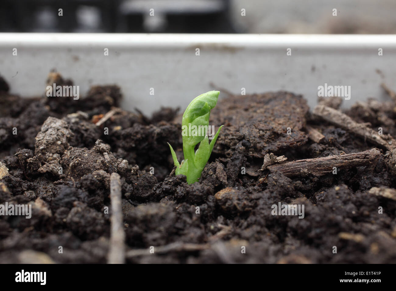 Pea plant just emerging from soil Stock Photo - Alamy