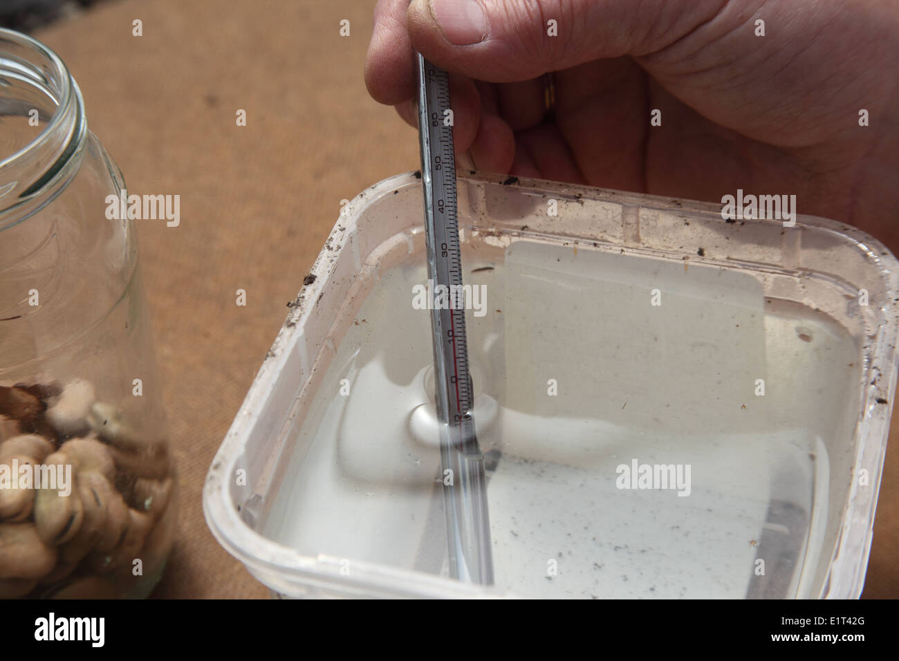 Pre germinating large seeds step 2 check that the water temperature is ...