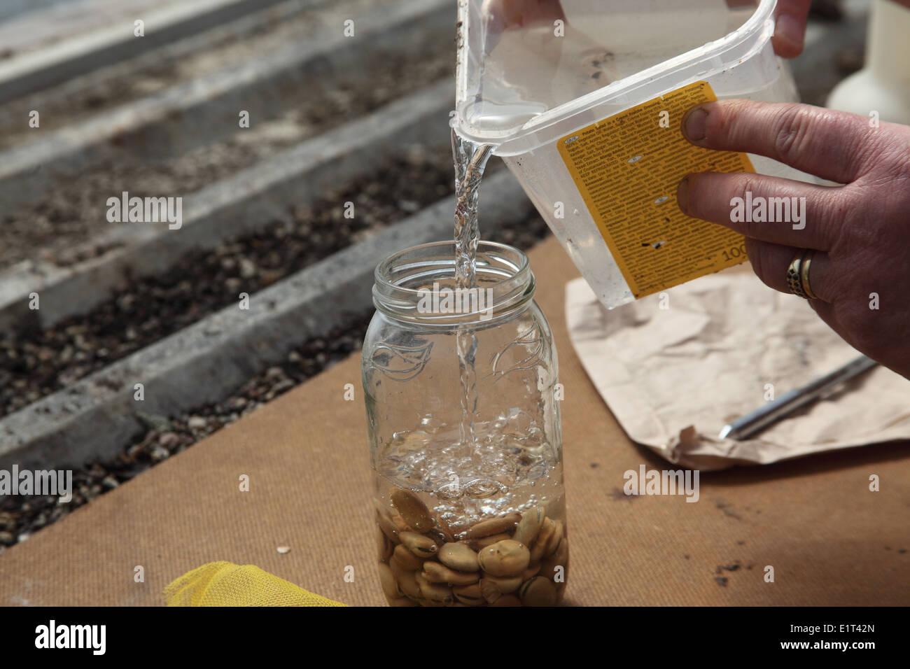 Pre germinating large seeds step 3 fill the jam jar with water Stock ...