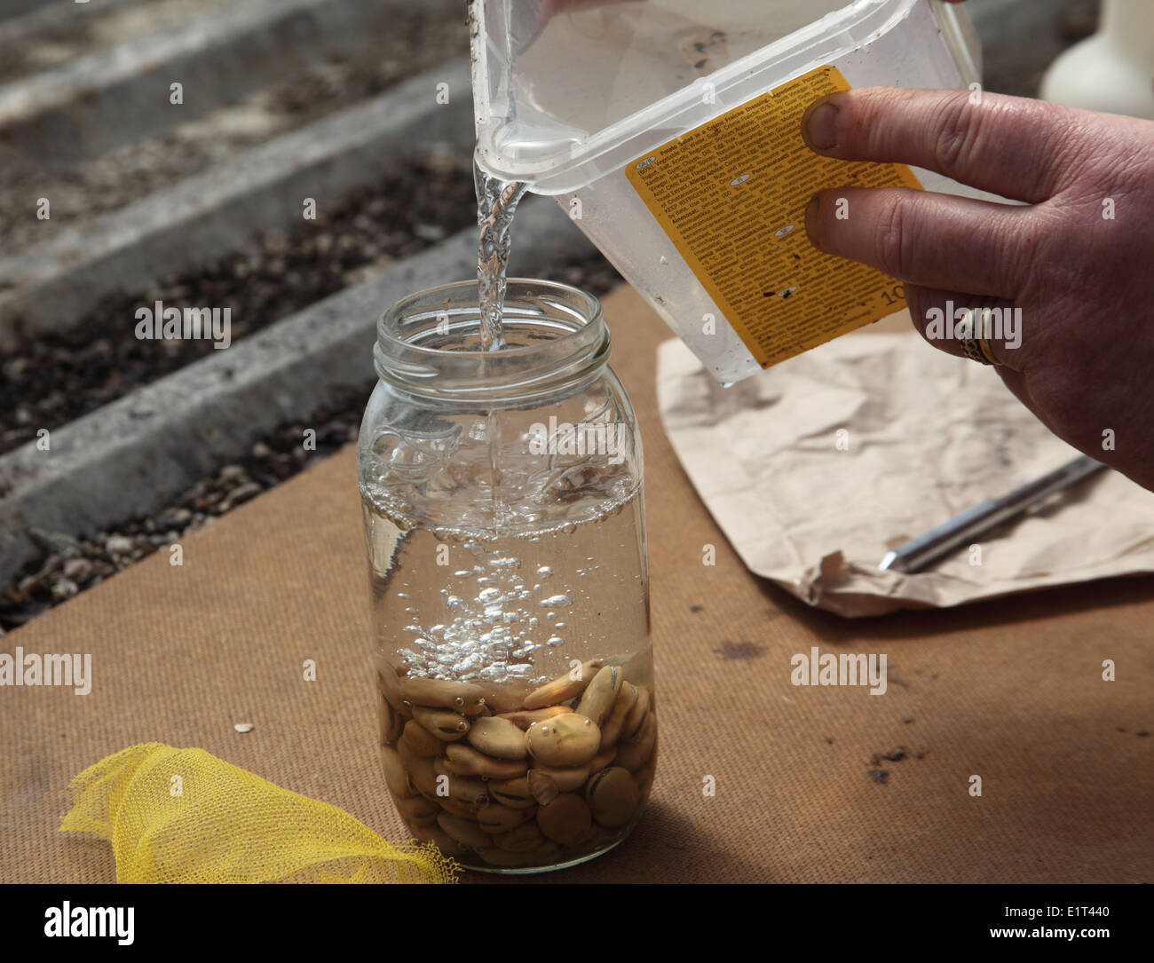 Pre germinating large seeds step 3 fill the jamjar with water Stock ...