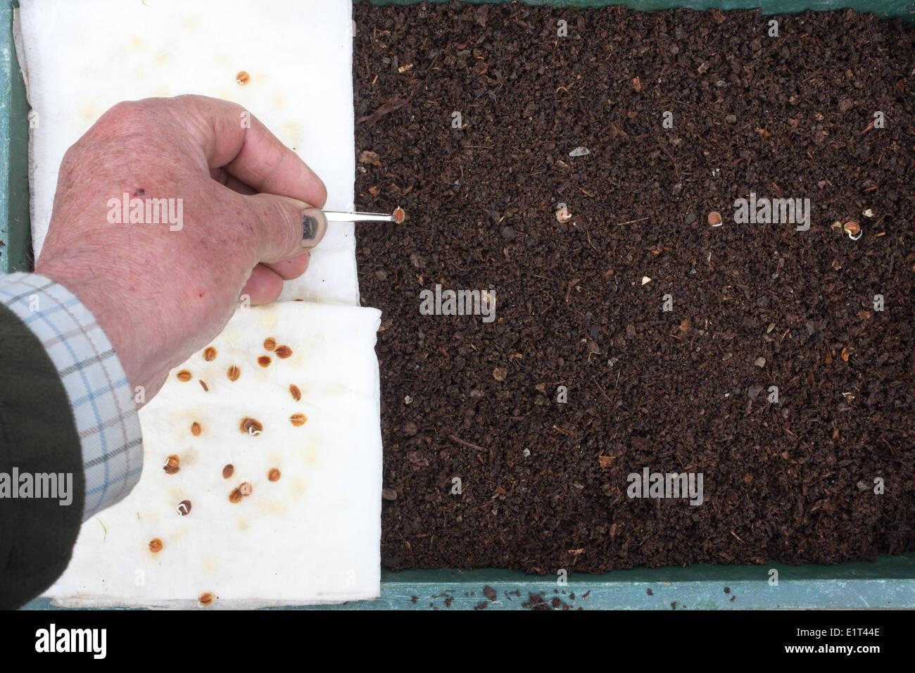 Placing pre germinated parsniop seeds on soil Stock Photo - Alamy