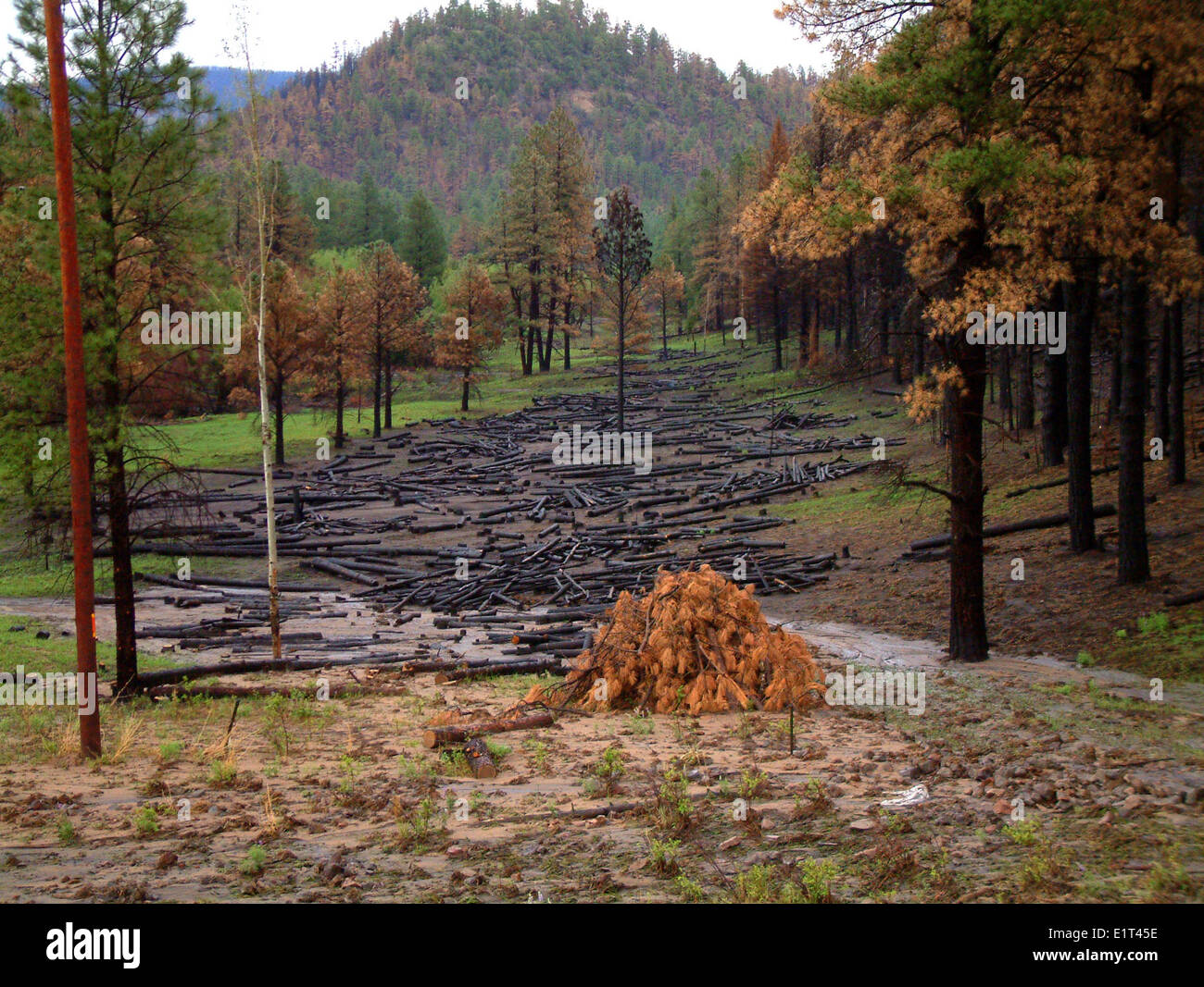 Burned wildlife hi-res stock photography and images - Alamy
