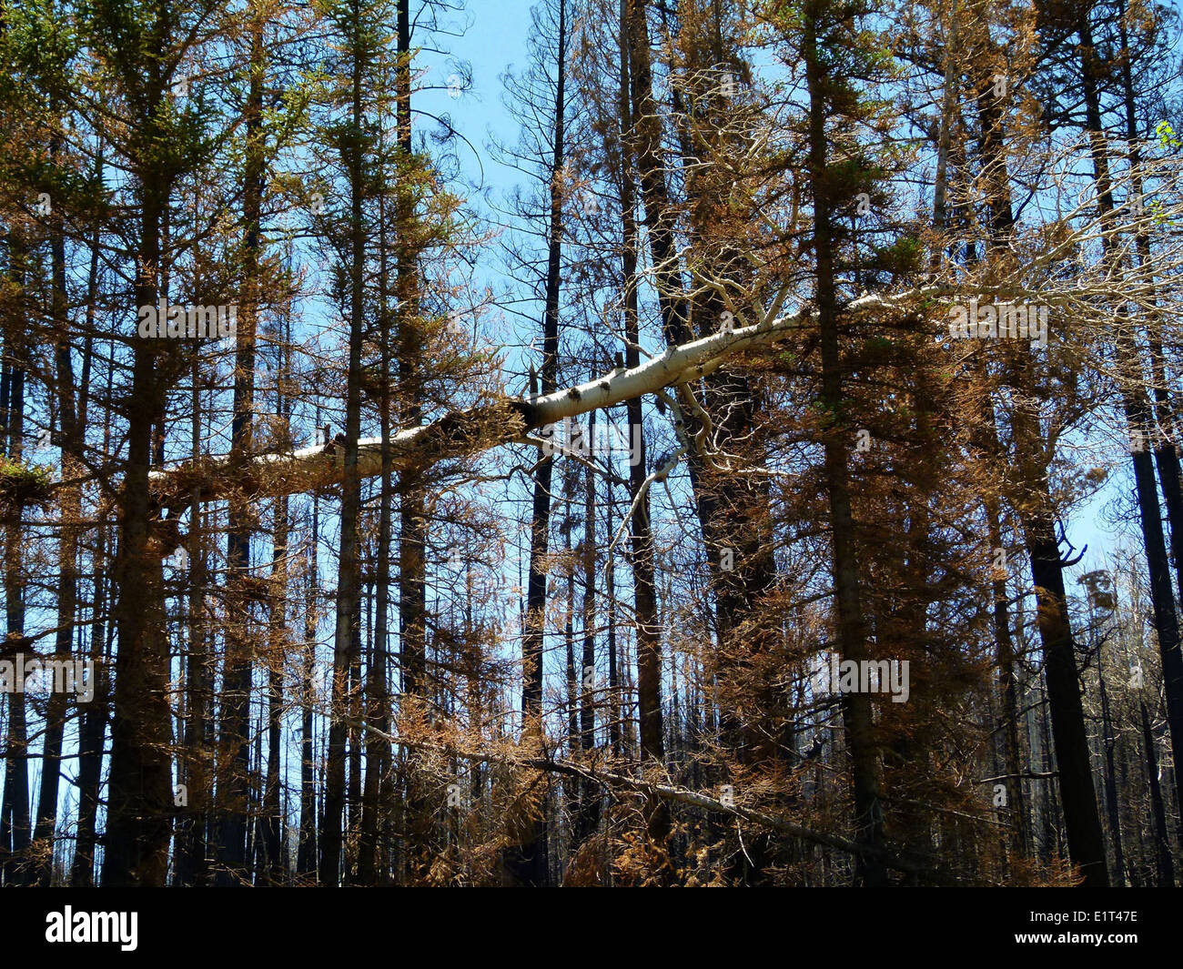The 2011 fire season in the Bitterroot National Forest included the Up ...