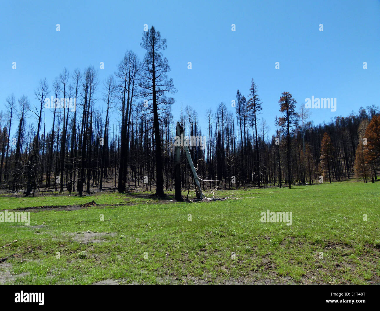 A hazard tree from the aftermath of the 2011 Wallow Fire in Apache ...