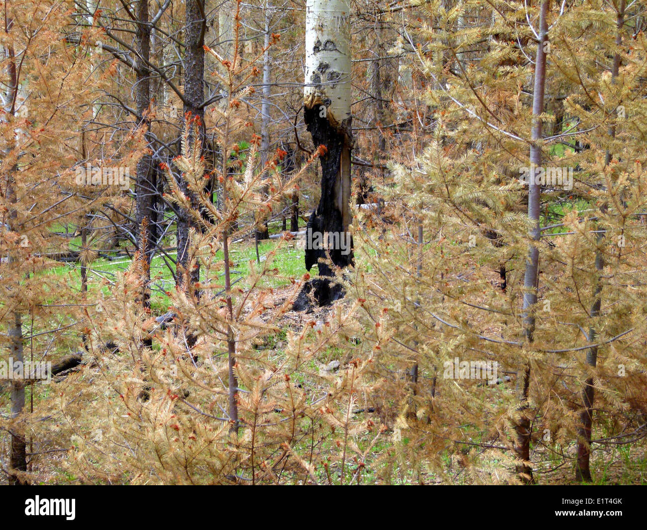 Fire hazard assessment hi-res stock photography and images - Alamy