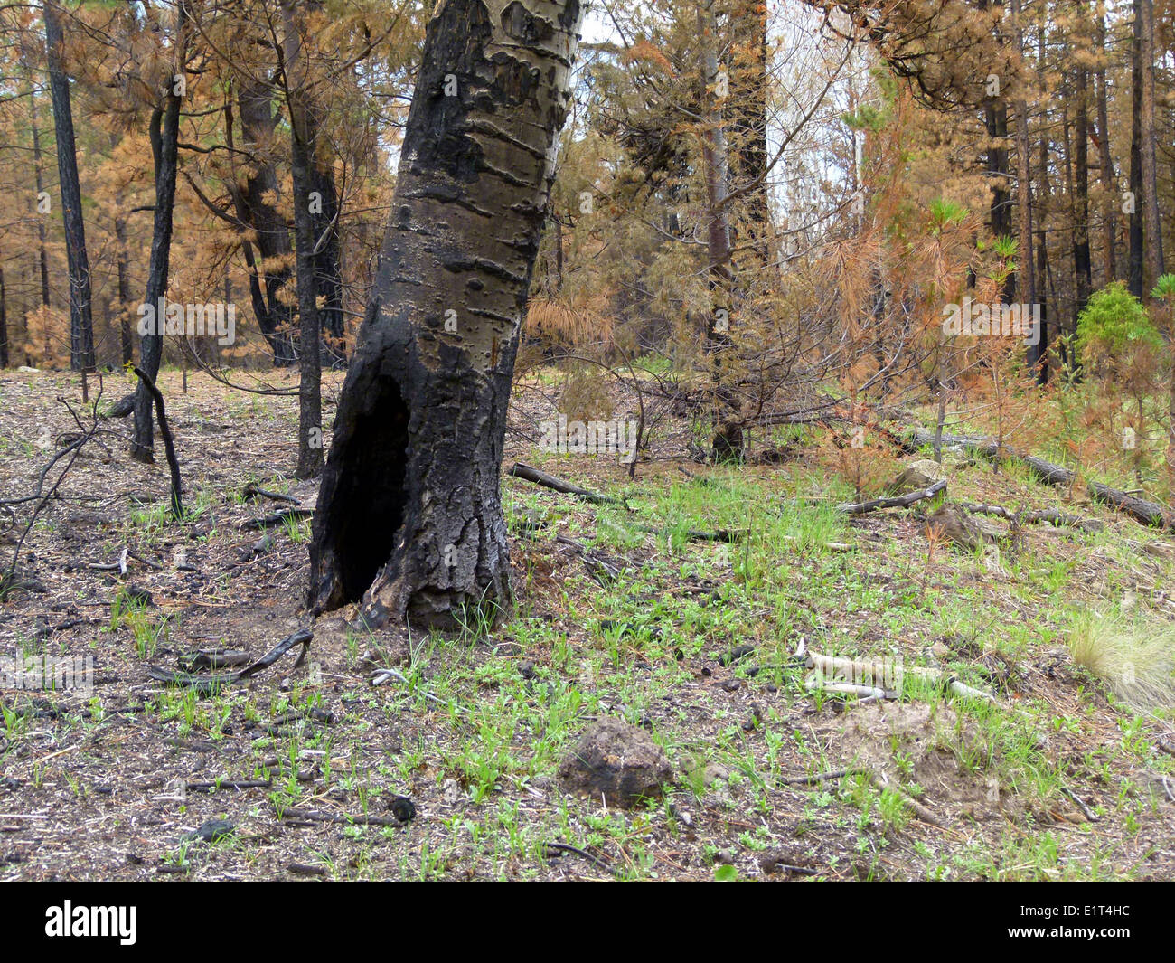 The 2011 Wallow Fire in Apache-Sitgreaves National Forest burned over ...