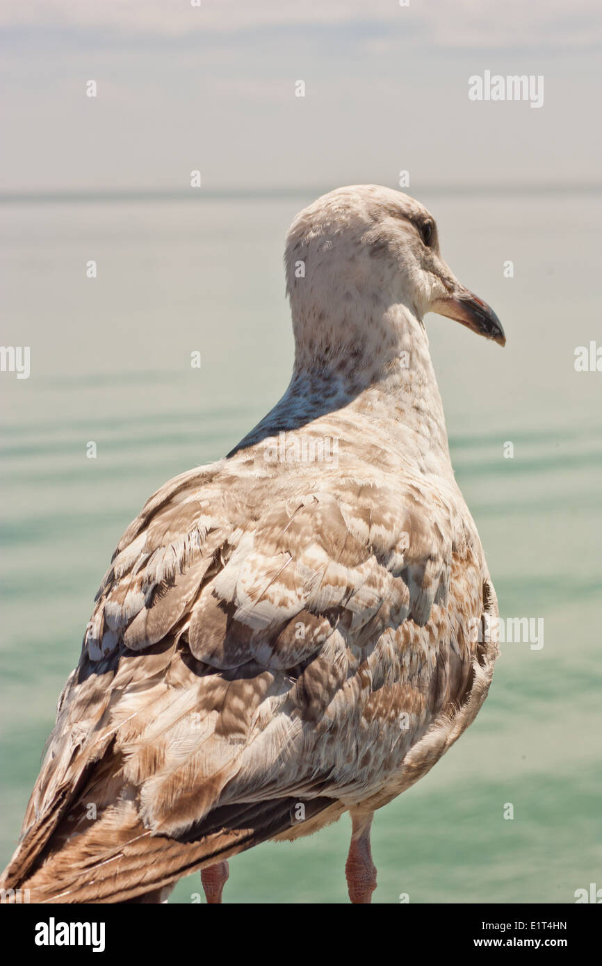 Close up view of a seagull Stock Photo - Alamy