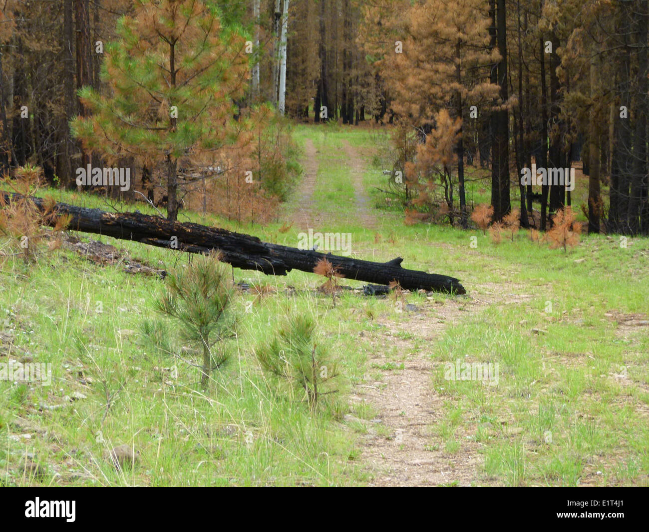 A burned tree across the road in the Apache-Sitgreaves National Forest ...