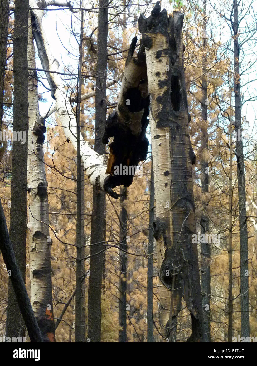 One of many Hazard Trees Stock Photo - Alamy