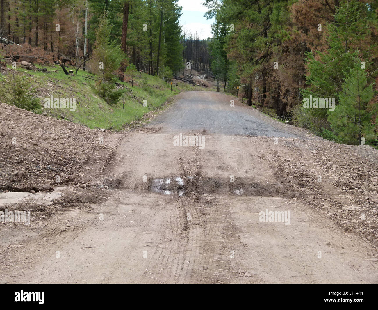 The Apache-Sitgreaves National Forest was impacted by the Wallow Fire ...