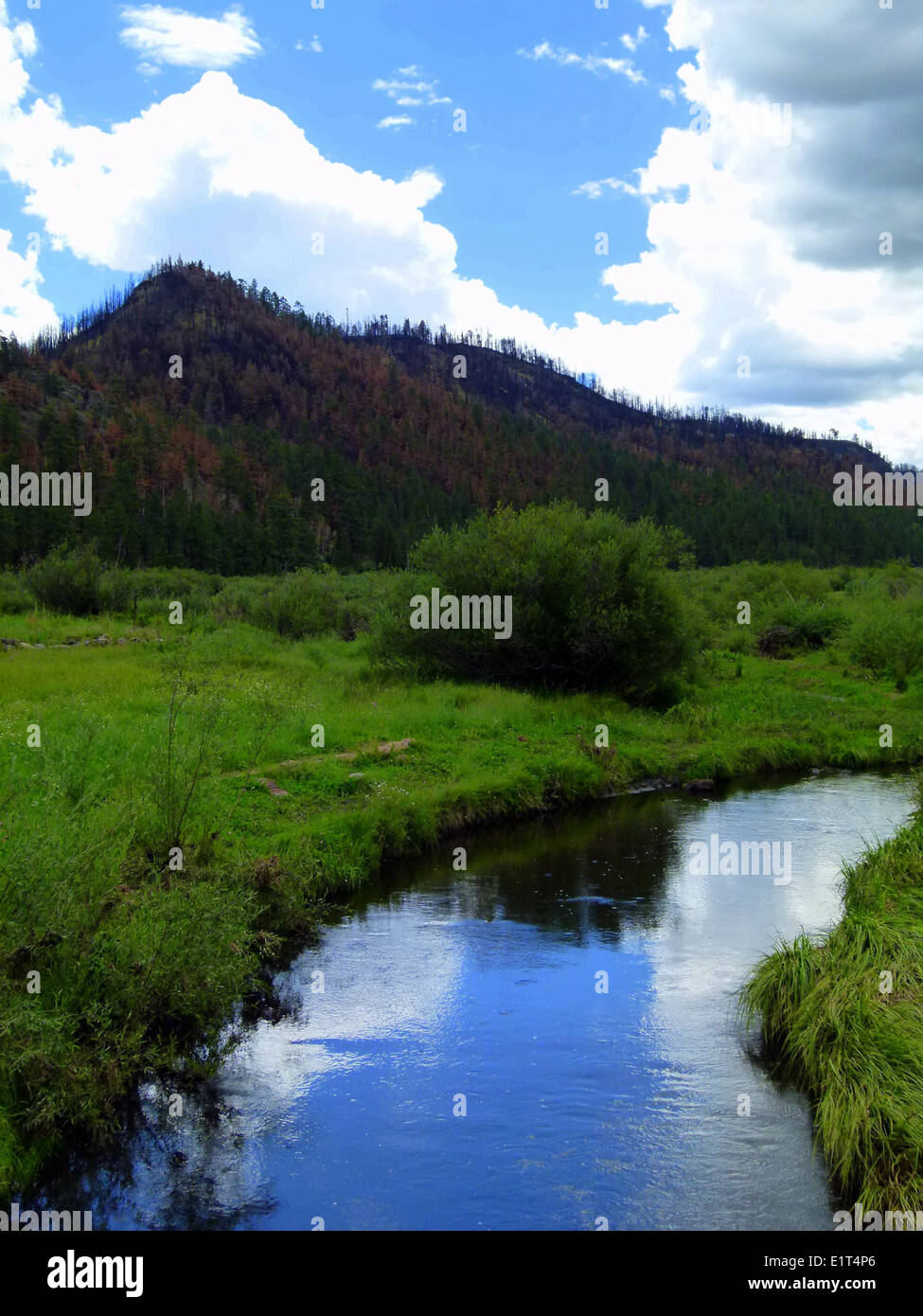 The East Fork of Greer, located in the Apache-Sitgreaves National ...