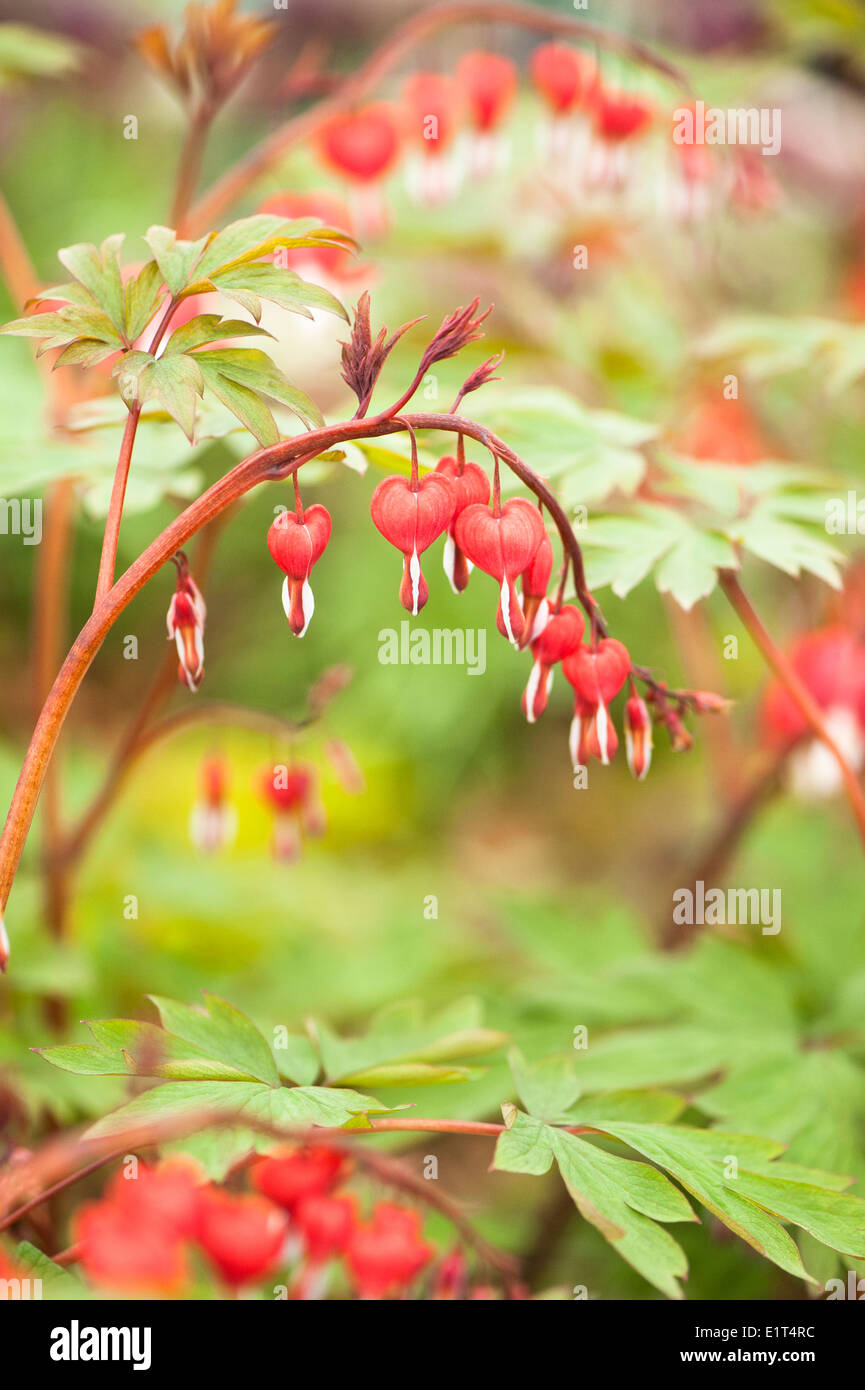 Lamprocapnos spectabilis 'Valentine' syn. Dicentra spectabilis ...