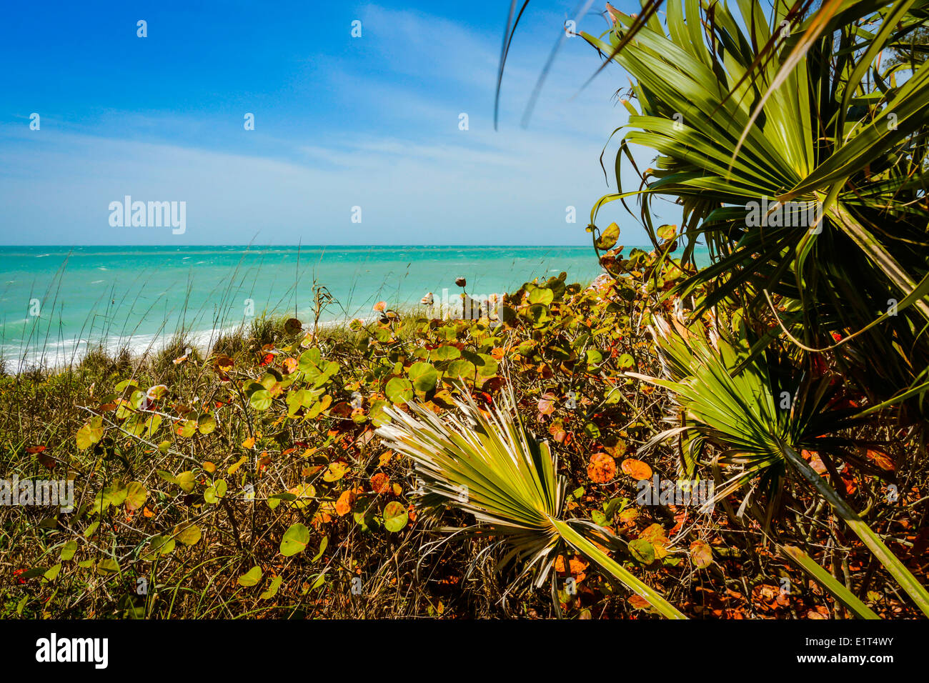 Coastal vegetation hi-res stock photography and images - Alamy