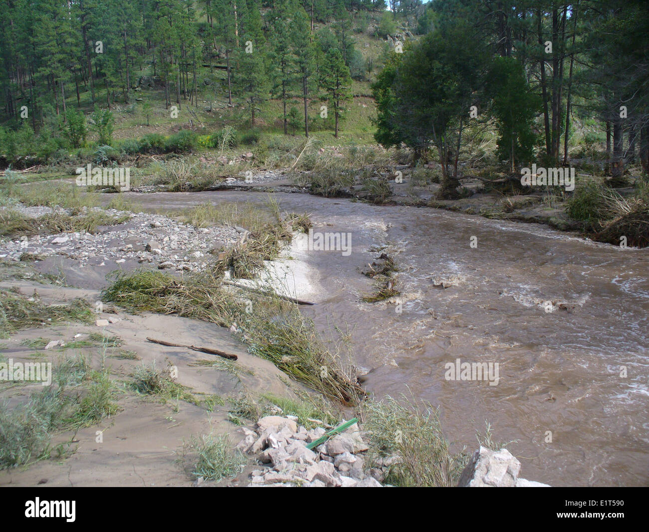 Monsoon flooding in a forested area, demonstrating the seasonal impact ...