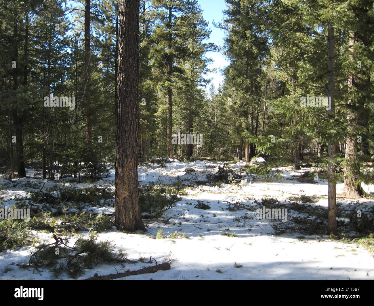 Hazard tree removal involves the identification and removal of trees ...